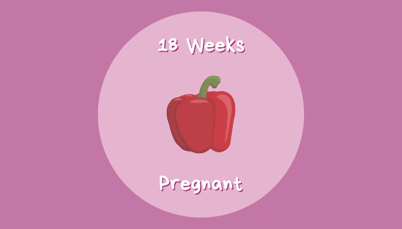 You and your baby at 18 weeks pregnant