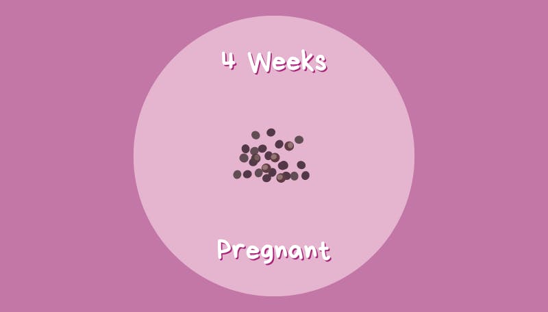 4 weeks pregnant: Advice, symptoms and what to expect
