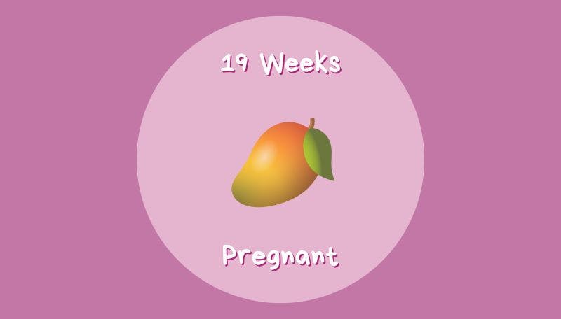 19 weeks pregnant: symptoms, development and what to expect