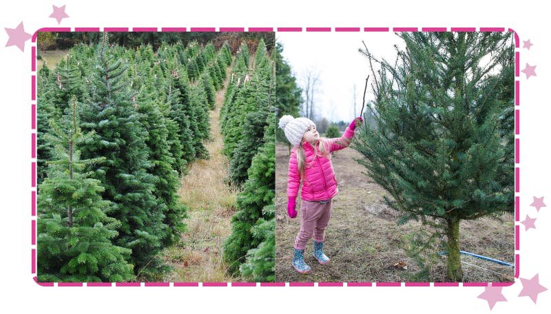 The best Christmas tree farms to visit