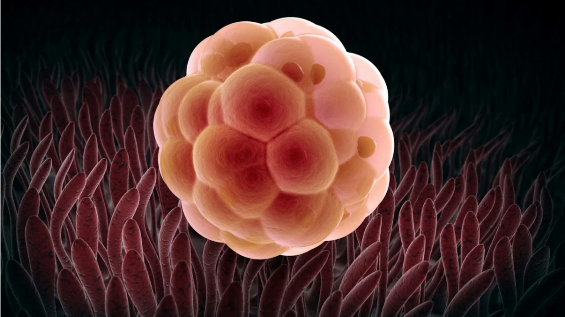 1 week pregnant: symptoms, advice and what to expect