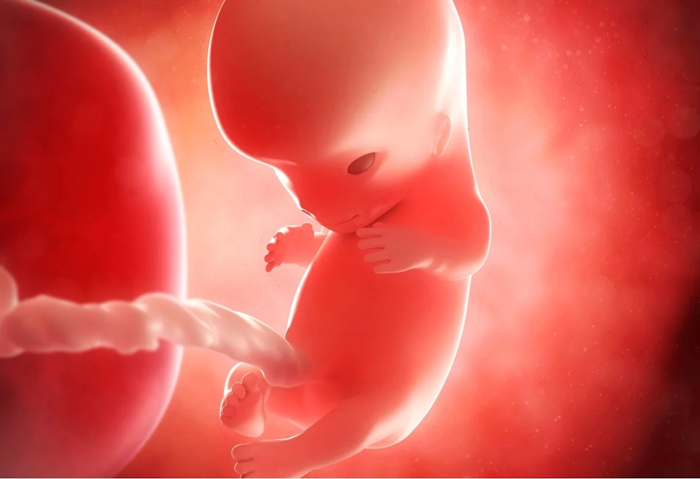 Ten weeks pregnant: ultrasound, symptoms and development