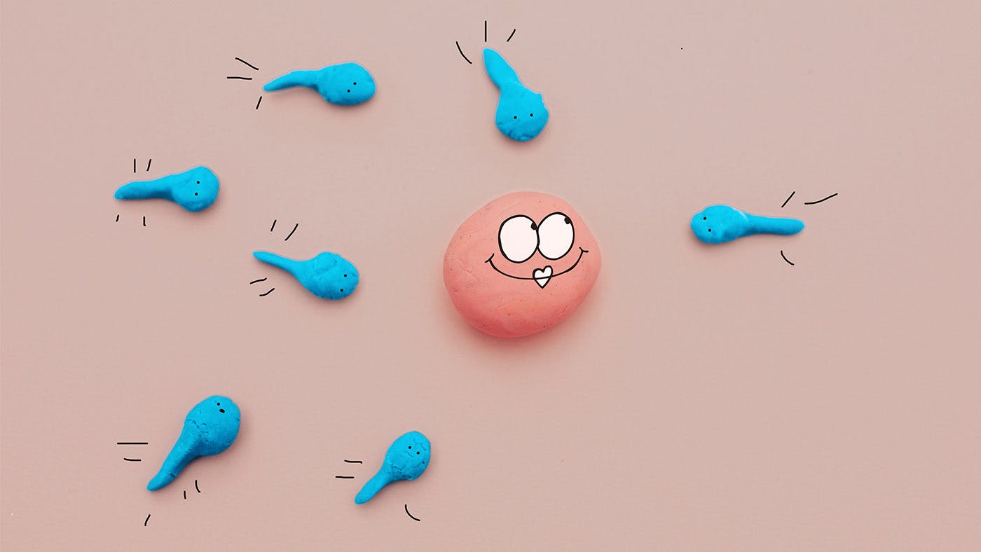 What is ovulation? Everything you need to know