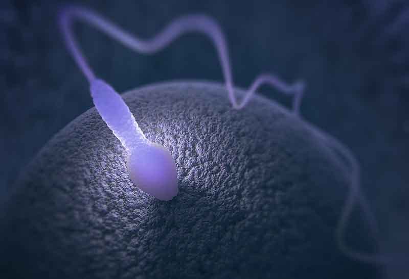 Conception | Getting Pregnant | Mother & Baby