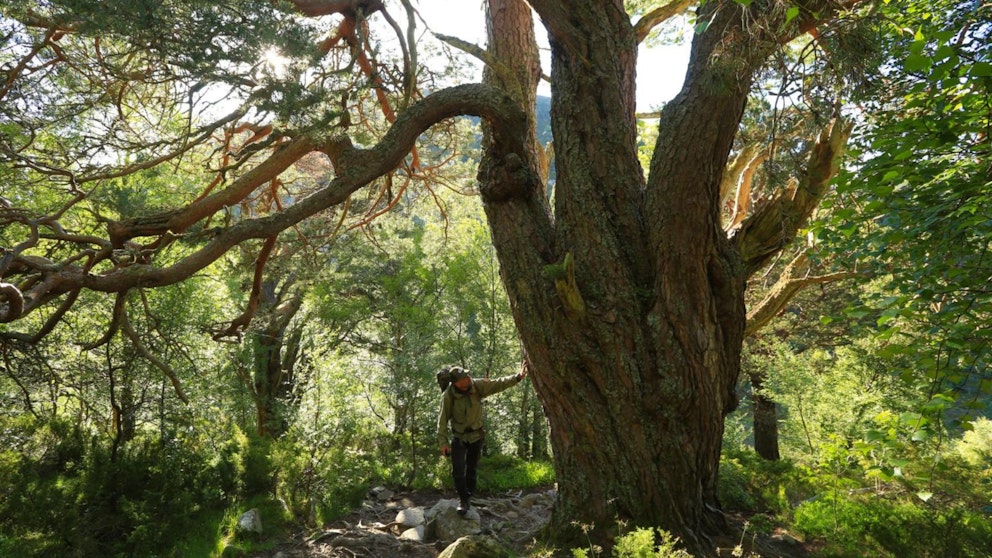 Best walks from Aviemore – from ancient forests to epic mountains