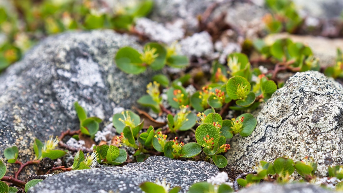 How to identify mountain trees while hiking