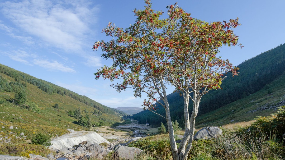 How to identify mountain trees while hiking
