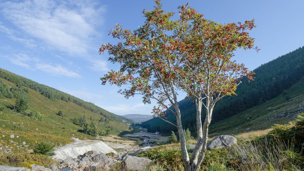 How to identify mountain trees while hiking