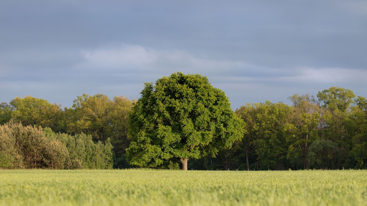 How to identify mountain trees while hiking