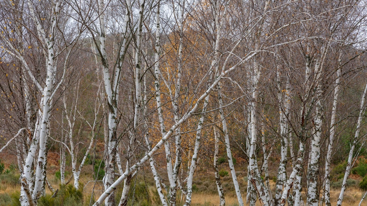 How to identify mountain trees while hiking