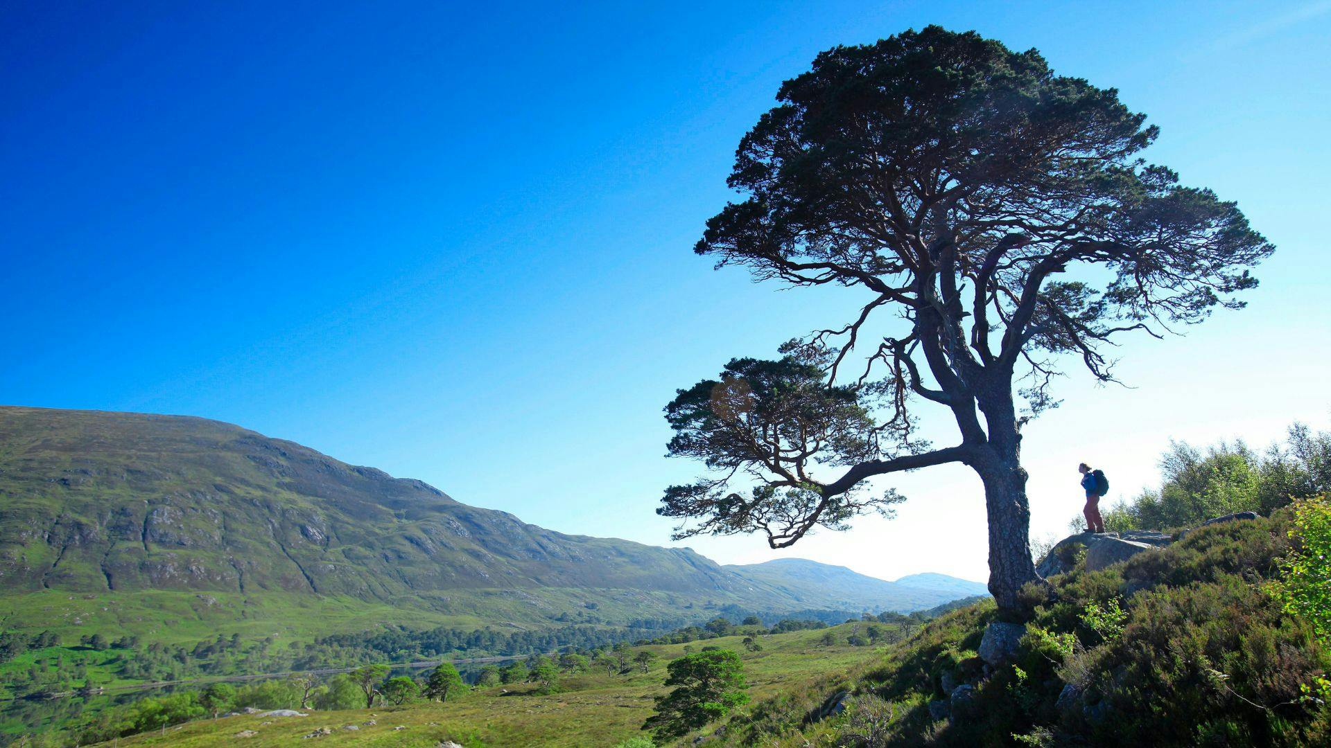 How to identify mountain trees while hiking