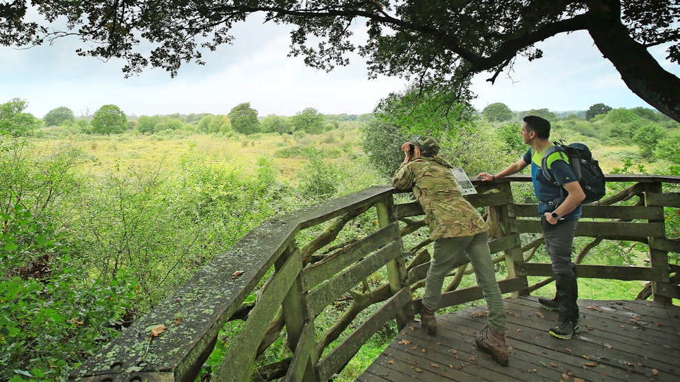 How do you re-wild a landscape? Lessons from the Knepp Wildland
