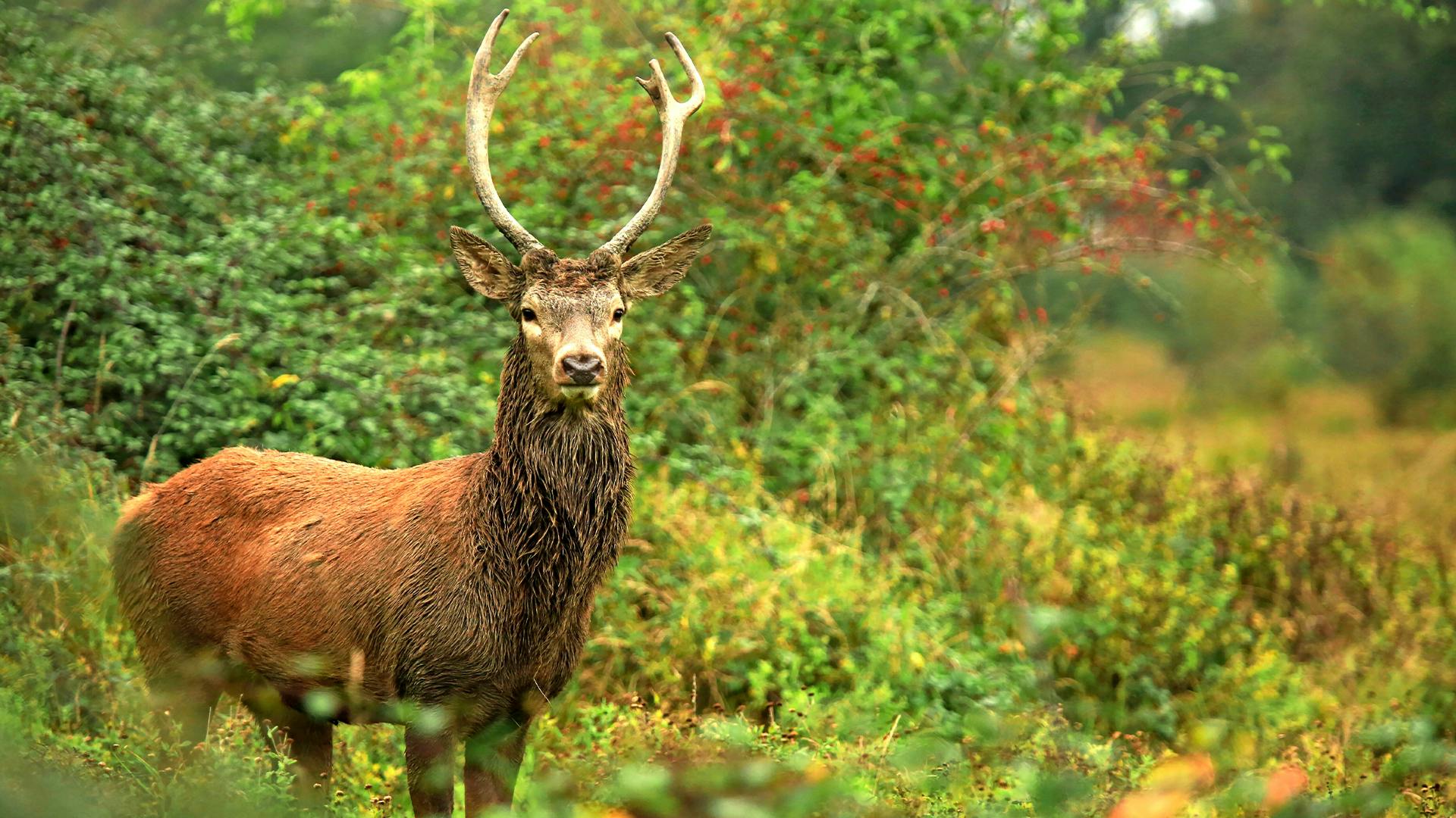 How do you re-wild a landscape? Lessons from the Knepp Wildland