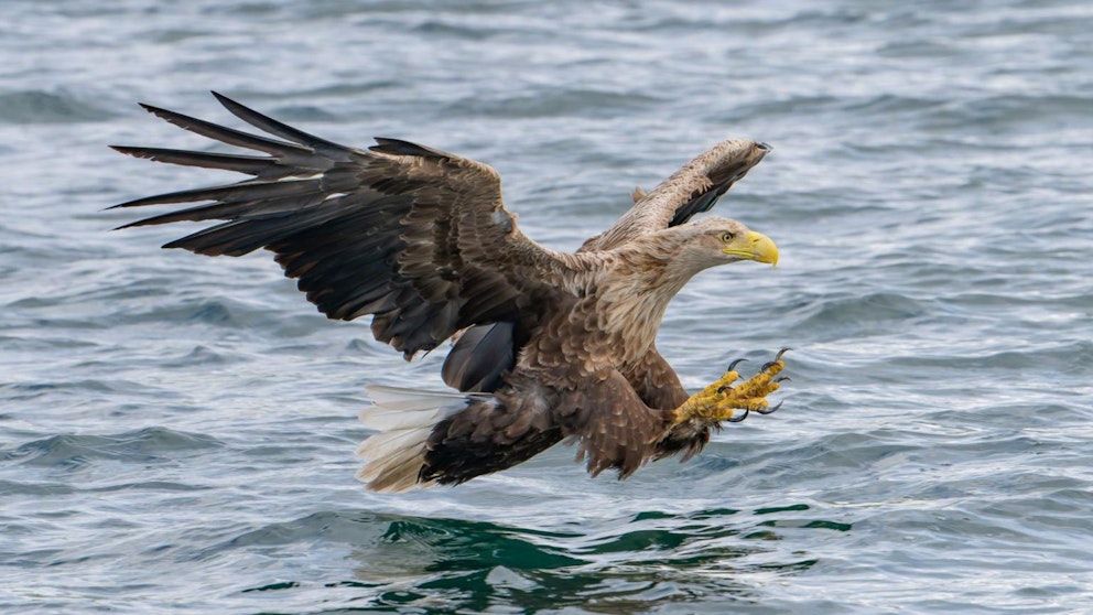 How white-tailed eagles returned to Scotland – 50 years on