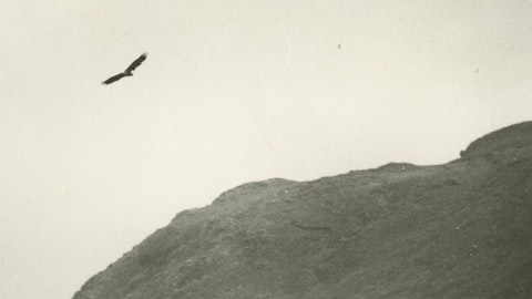 How white-tailed eagles returned to Scotland – 50 years on