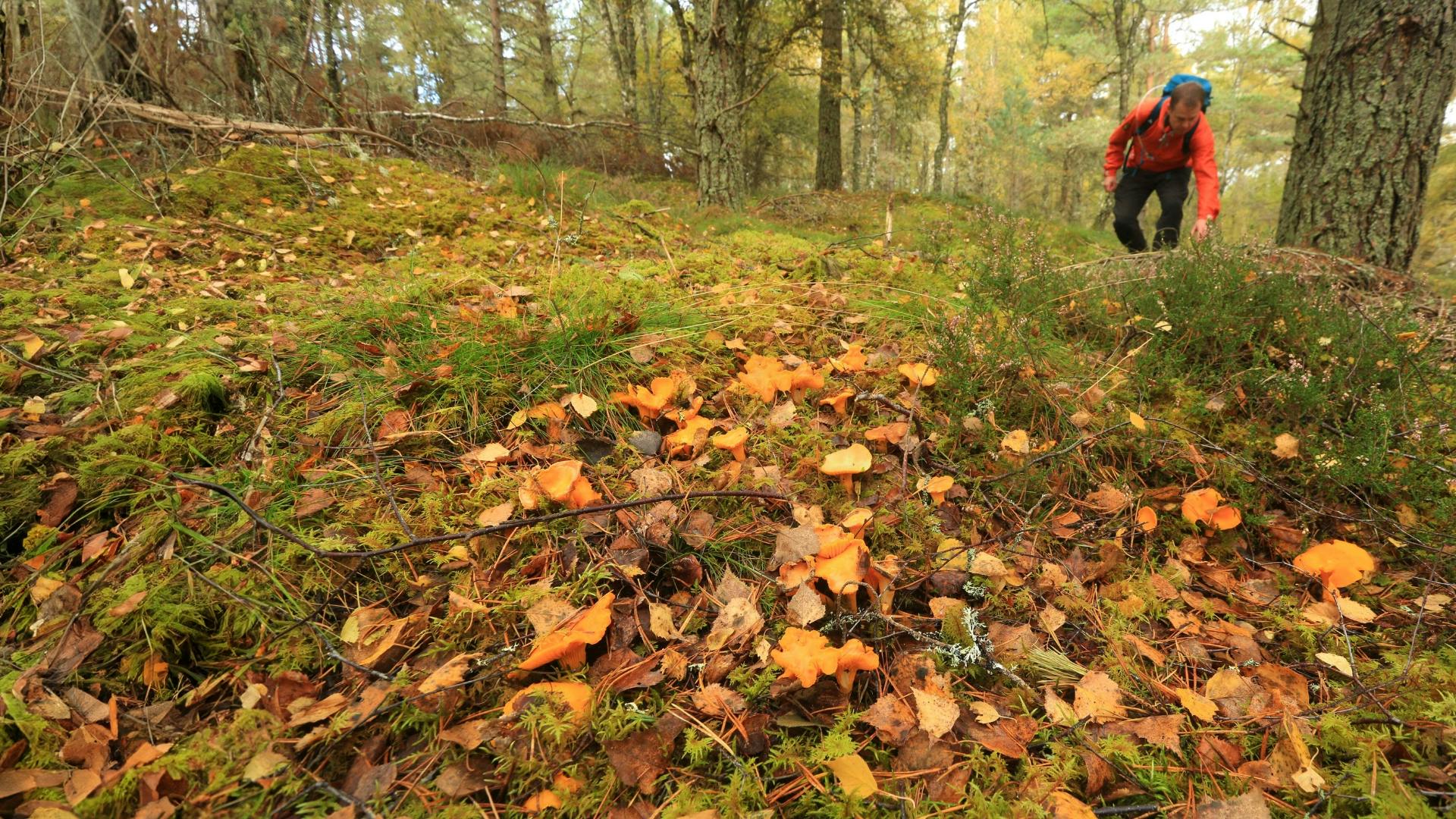 Foraging in autumn: 10 wild foods you can pick right now