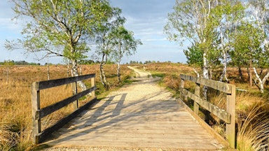 Best walks in the New Forest: 10 routes recommended by experts