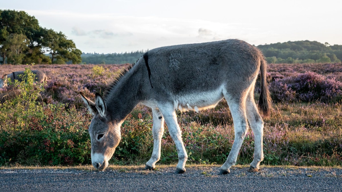 Best walks in the New Forest: 10 routes recommended by experts