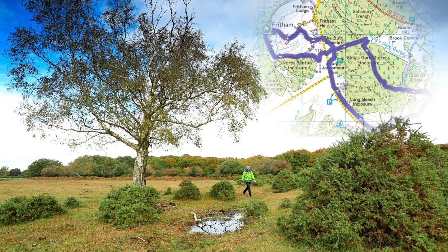 Best walks in the New Forest: 10 routes recommended by experts