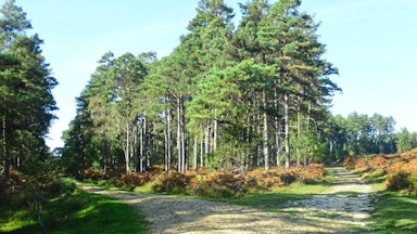 Best walks in the New Forest: 10 routes recommended by experts