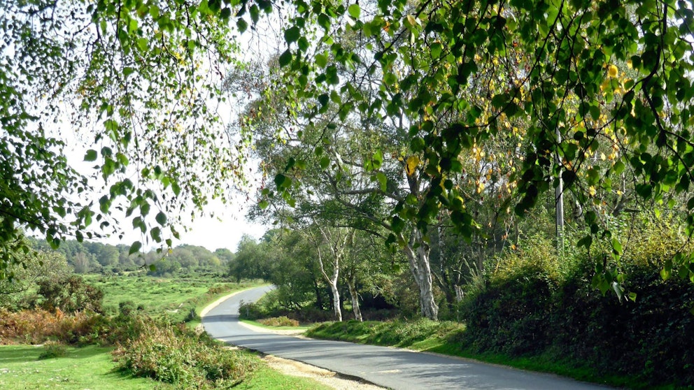 Best walks in the New Forest: 10 routes recommended by experts