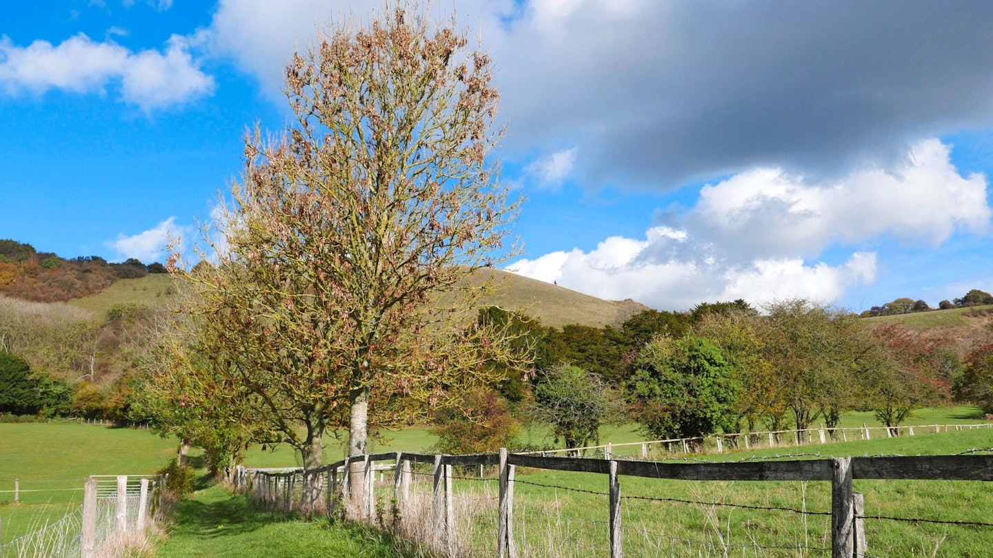 Best walks near London: Chalk hills, wooded ridges and wide skies