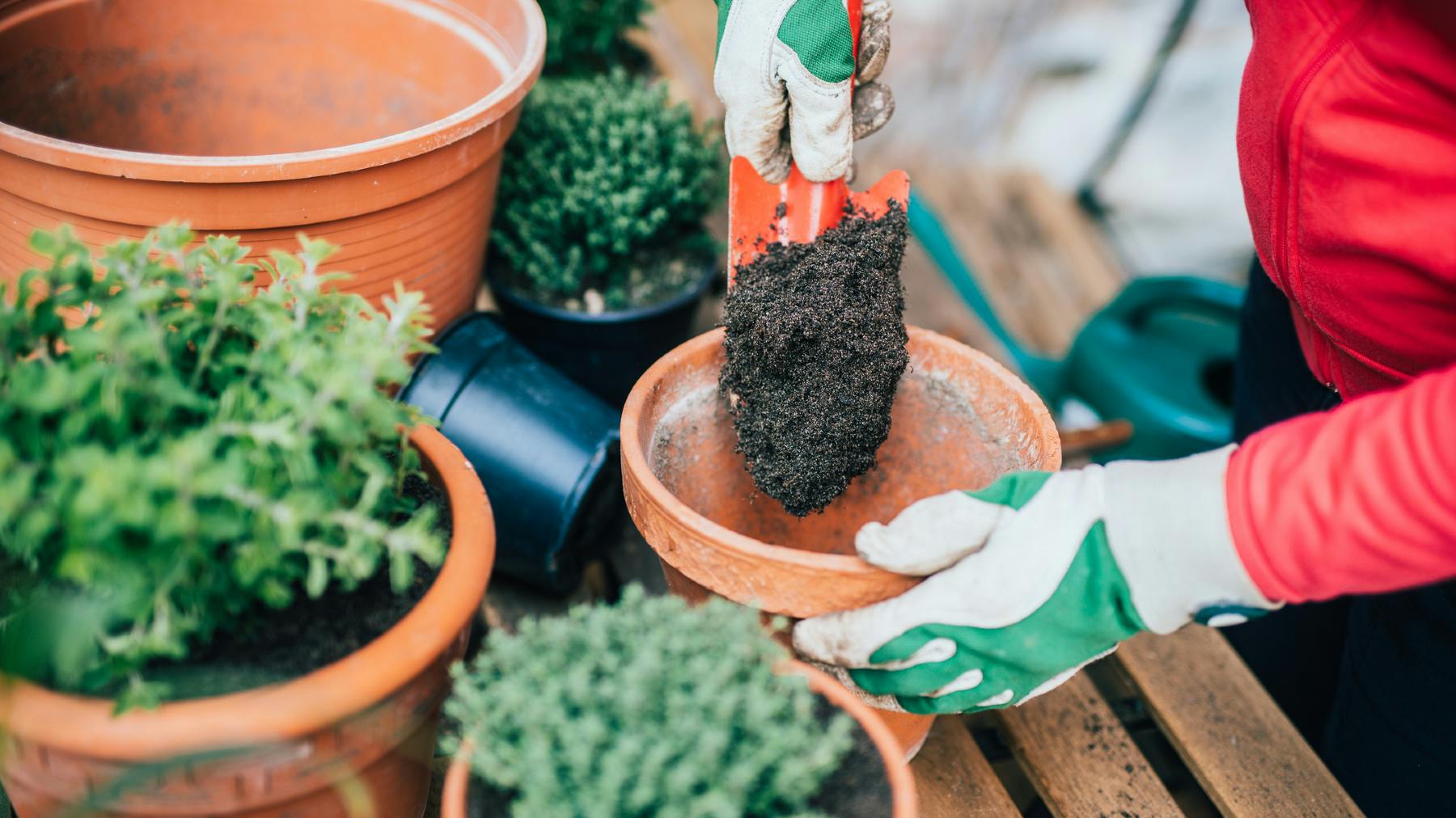 The best peat-free compost for eco-friendly gardening