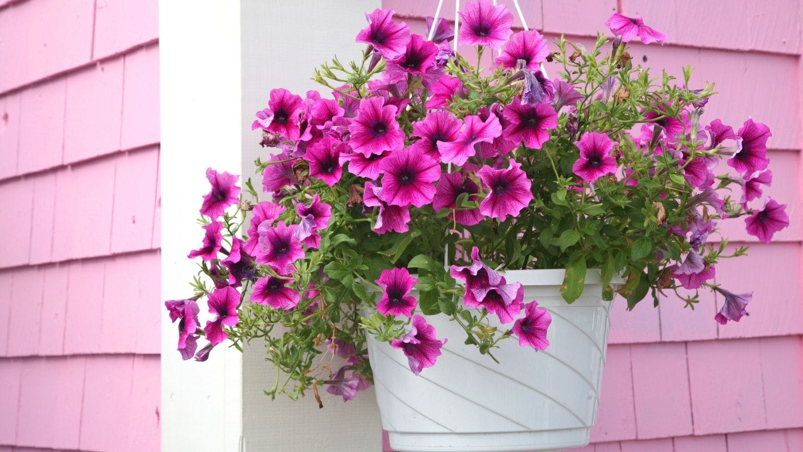 Best Plants And Blooms For A Beautiful Hanging Basket