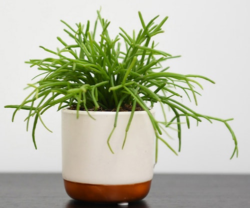 12 best indoor houseplants delivered to your door | Modern Gardens