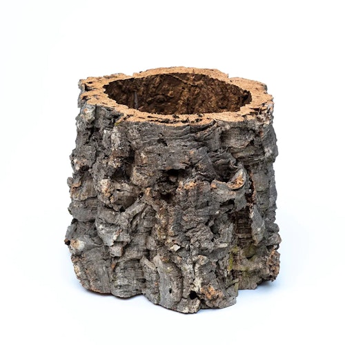 Best Christmas gifts for a tropical trend lover | Modern Gardens