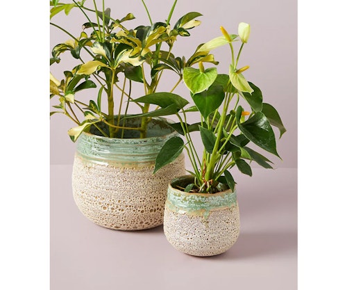 Best small plant pots for showcasing natural beauty | Modern Gardens