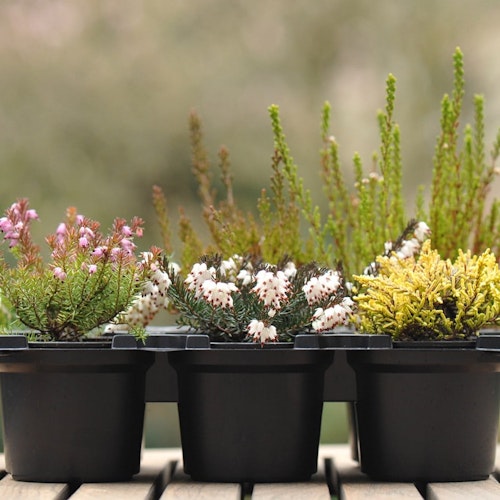 Heather Collection (6 Variations)