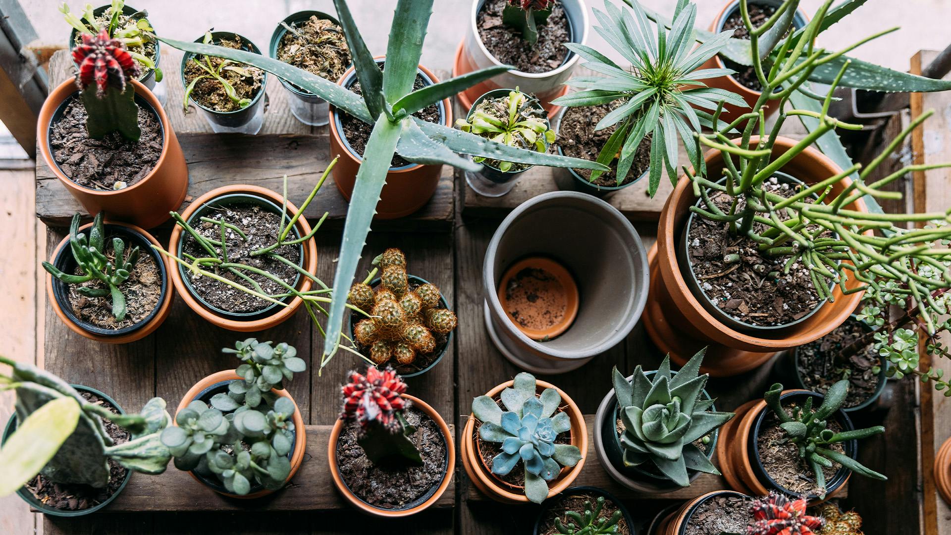 Best small plant pots for showcasing natural beauty | Modern Gardens