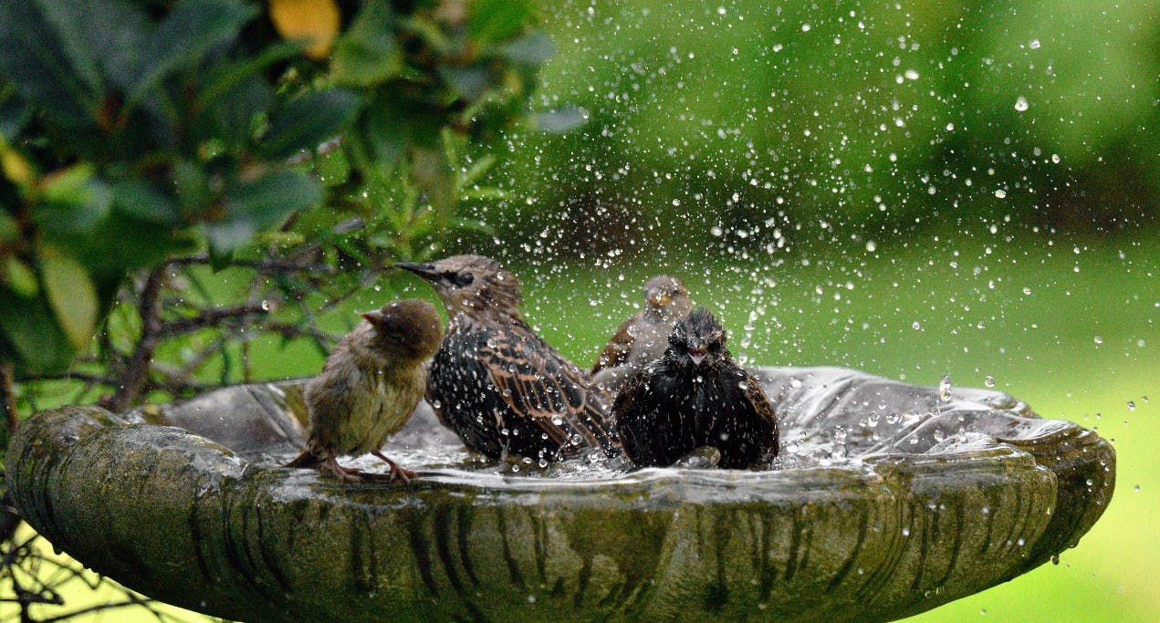 Standing Bird Bath Water Bird Bath Australian Made | Enhance Your