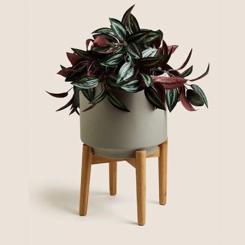 Large indoor plant pots for your mighty houseplants | Modern Gardens