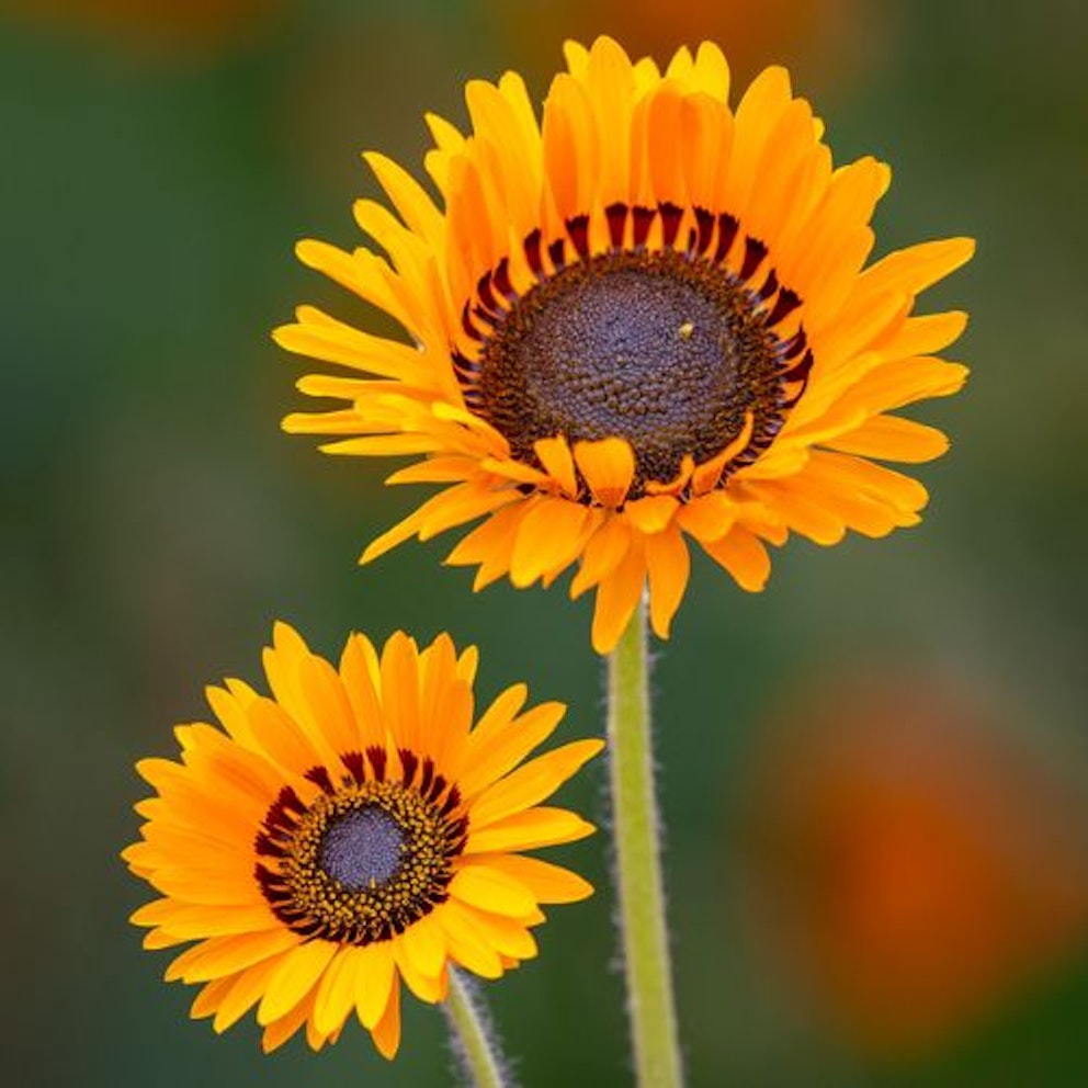 Best Plants for Window Boxes UK 2023