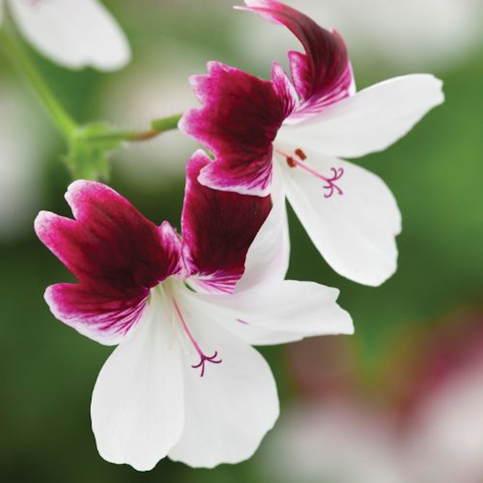 Best plants for window boxes in 2025