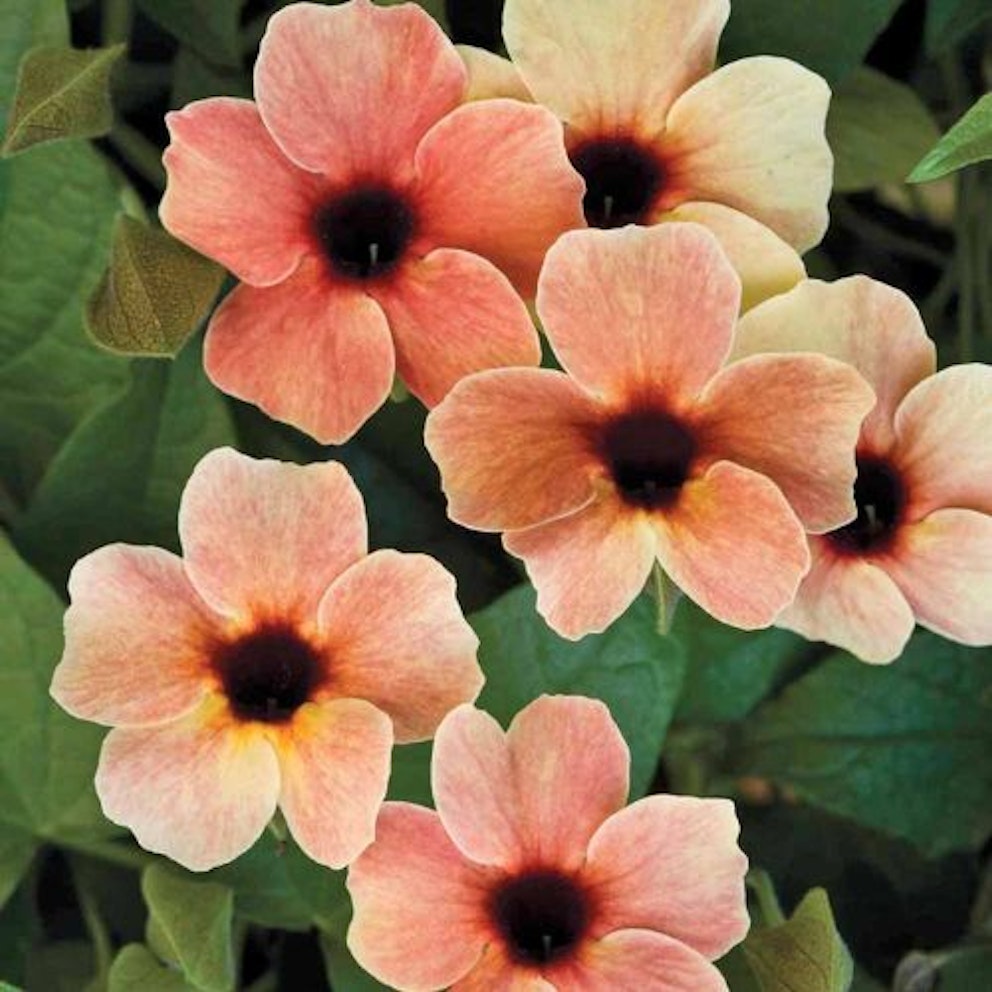 Best Plants for Window Boxes UK 2023