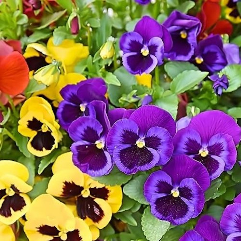 Best plants for pots and containers all year round 2024