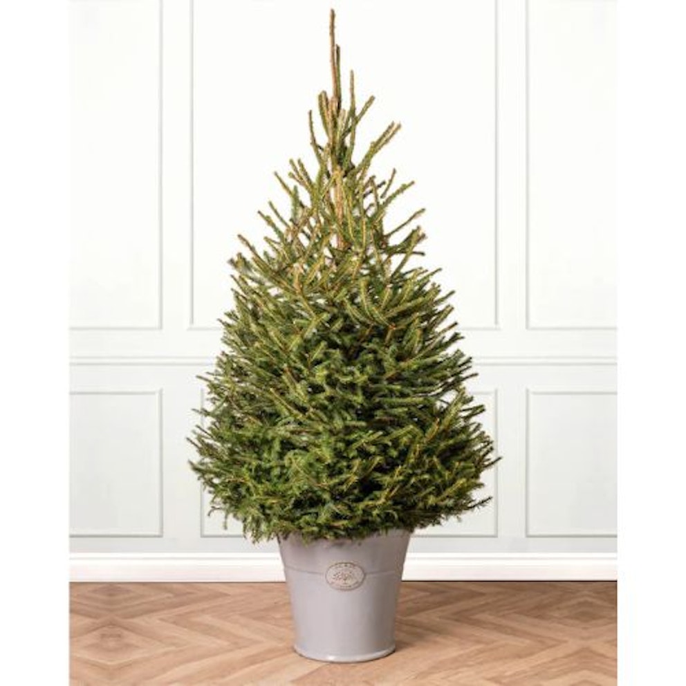 Best real Christmas trees to buy for your home this year