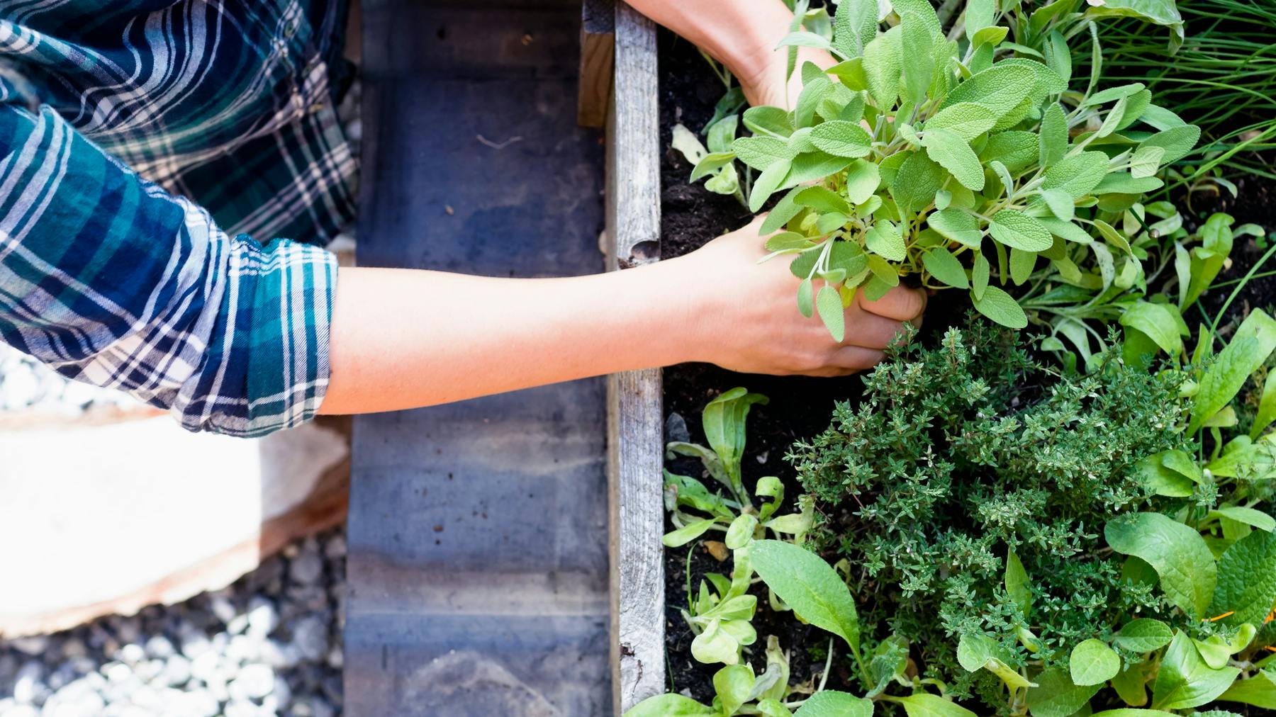 Best raised flower beds