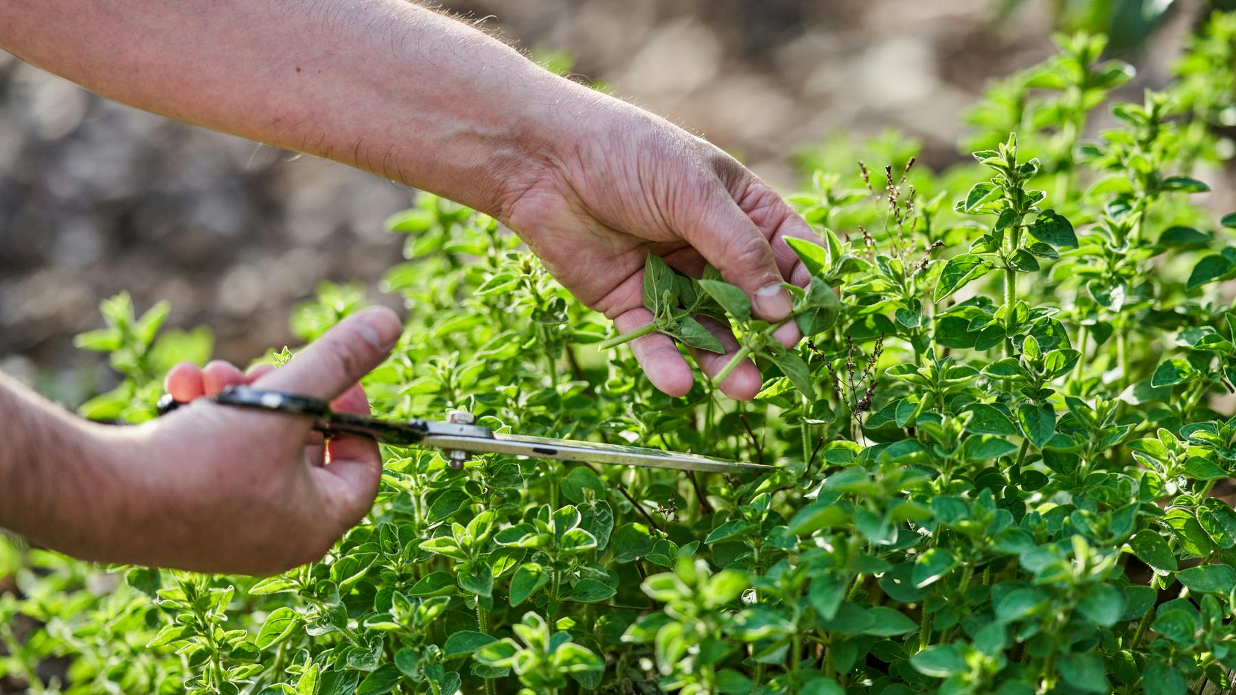 Best garden scissors for pruning precision