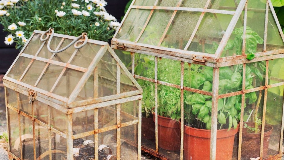 The 9 best mini greenhouses for small-scale plant care 2025