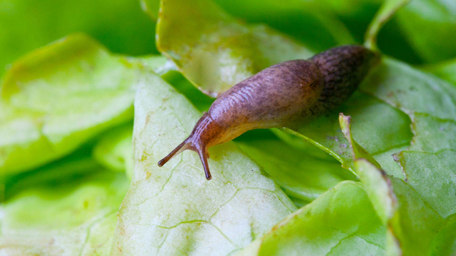 How to get rid of slugs: 7 safe solutions to keep them at bay