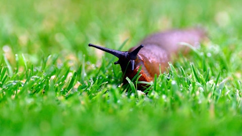 How to get rid of slugs: 7 safe solutions to keep them at bay