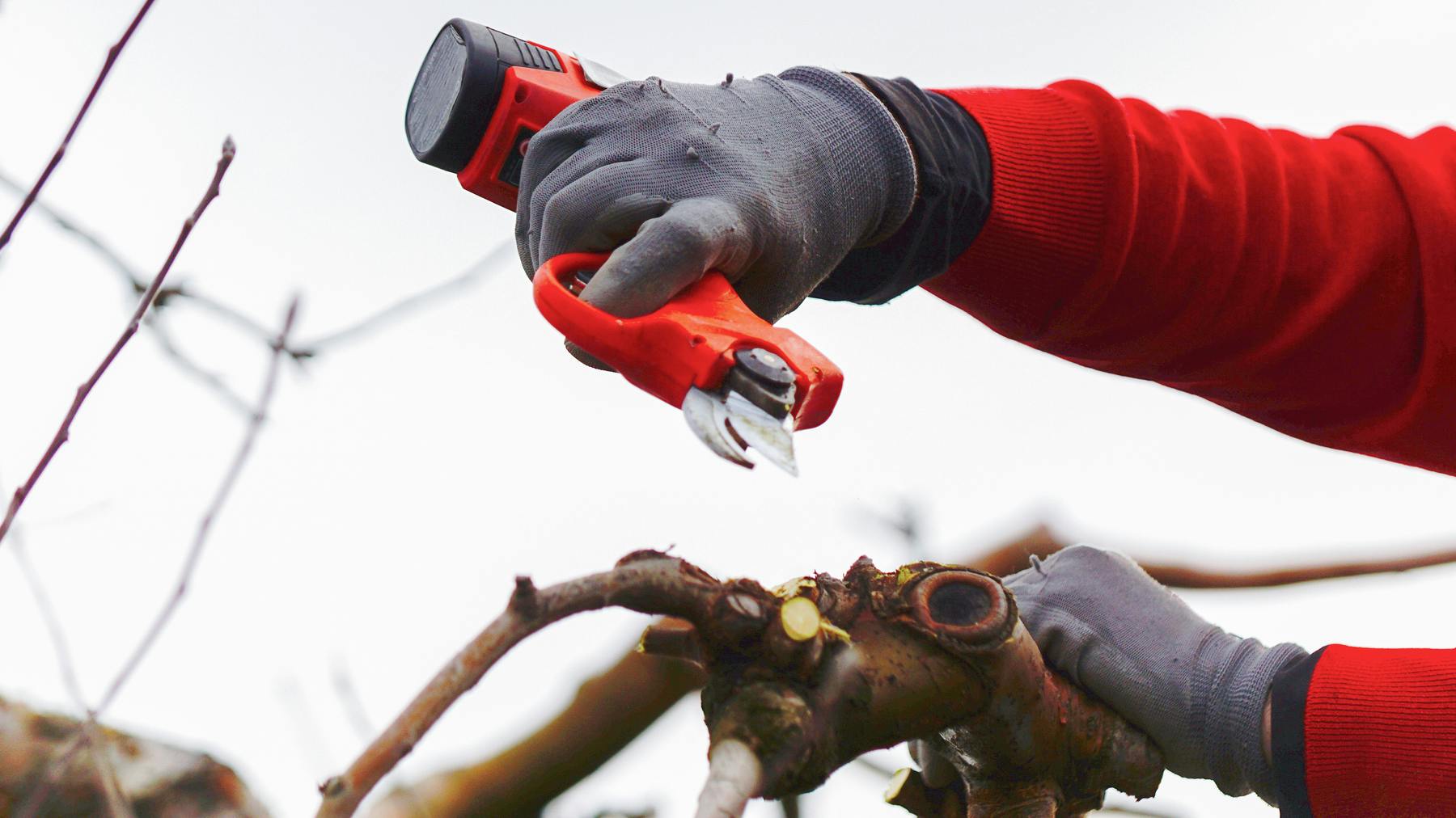 Best electric secateurs for smoother snipping in 2024