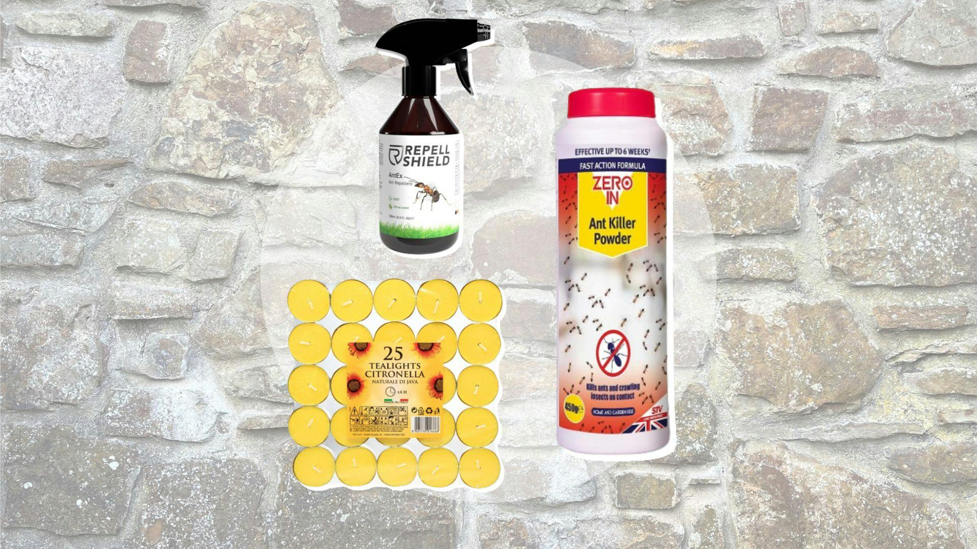 How to get rid of flying ants: eco-friendly solutions to try