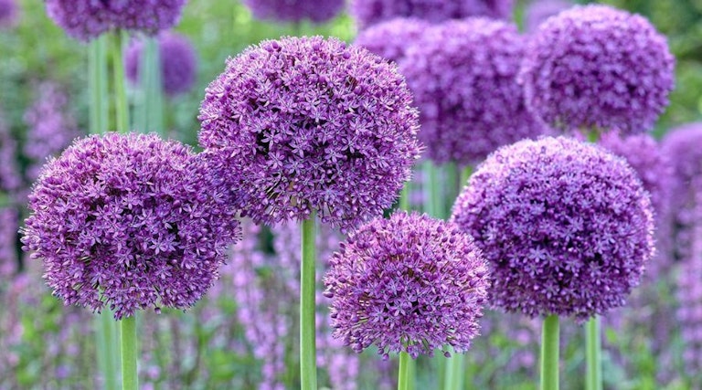 When to plant allium bulbs according to our gardening expert
