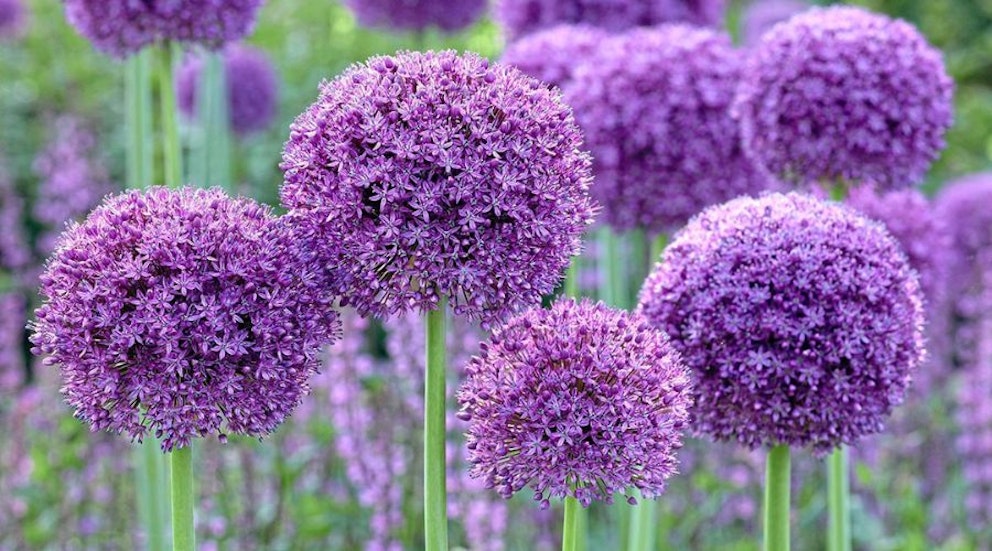 When to plant allium bulbs according to our gardening expert