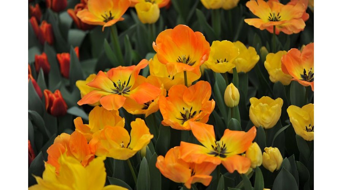 When to plant tulip bulbs according to our gardening expert